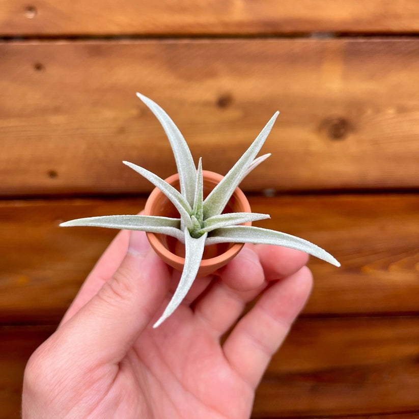 Mini Terracotta Pot Air Plant Display – Coastal Plant Company